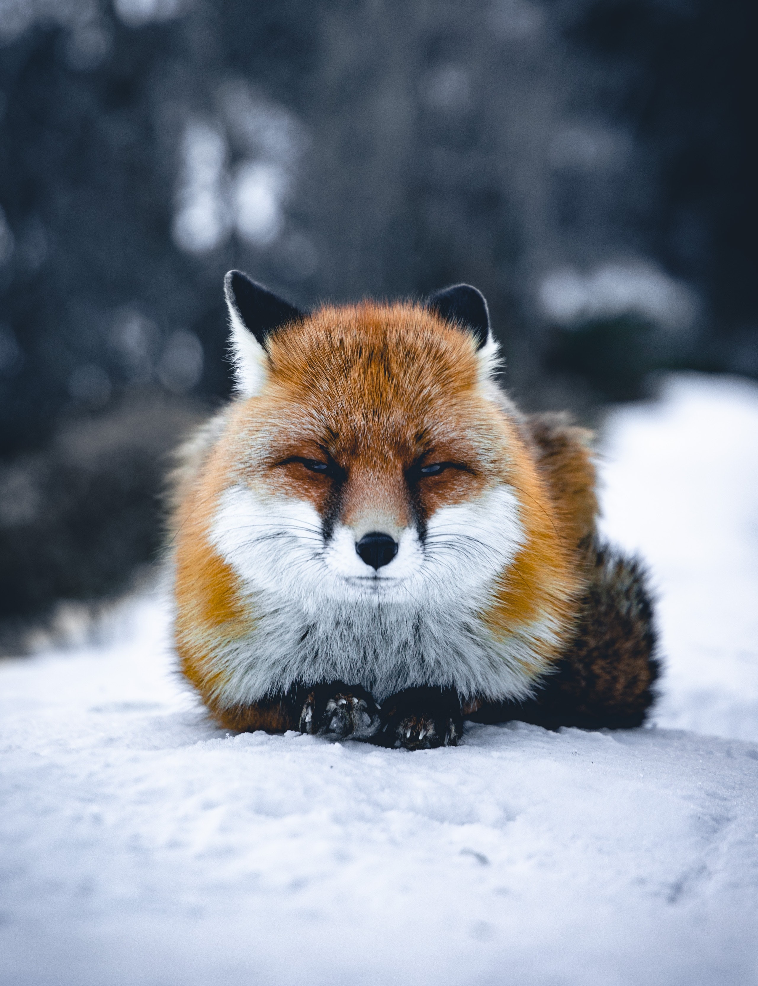 Mathilde Bisson Girard - Lépine Cloutier